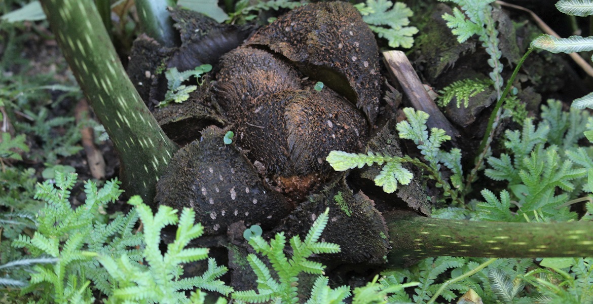 พรรณไม้