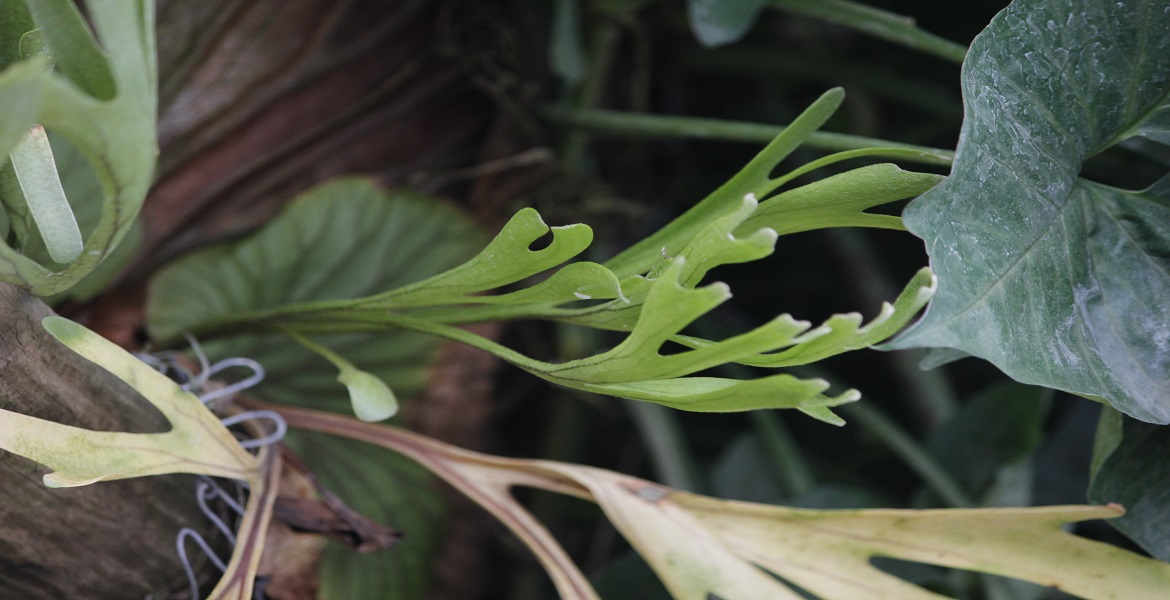 พรรณไม้