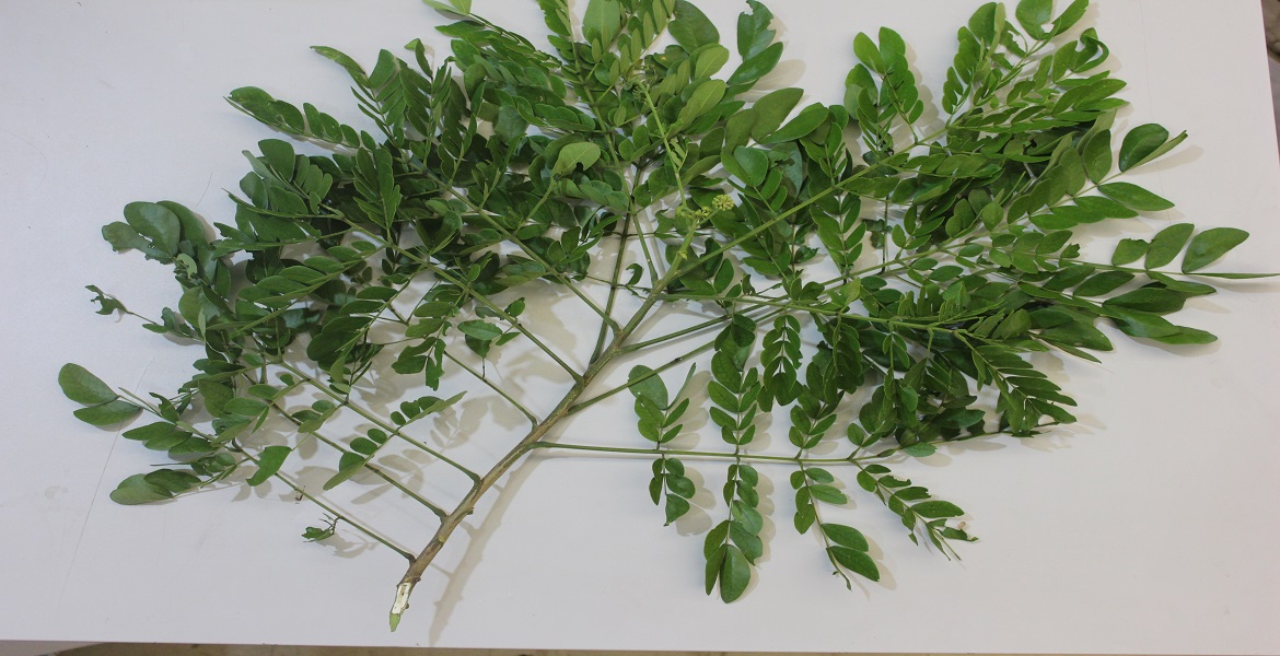 พรรณไม้