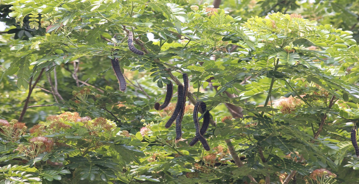 พรรณไม้