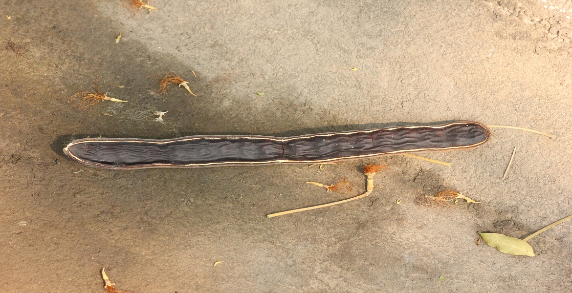 พรรณไม้