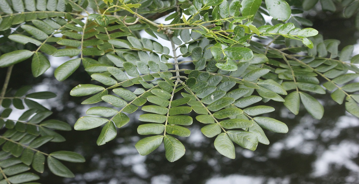 พรรณไม้