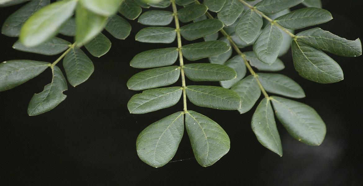 พรรณไม้