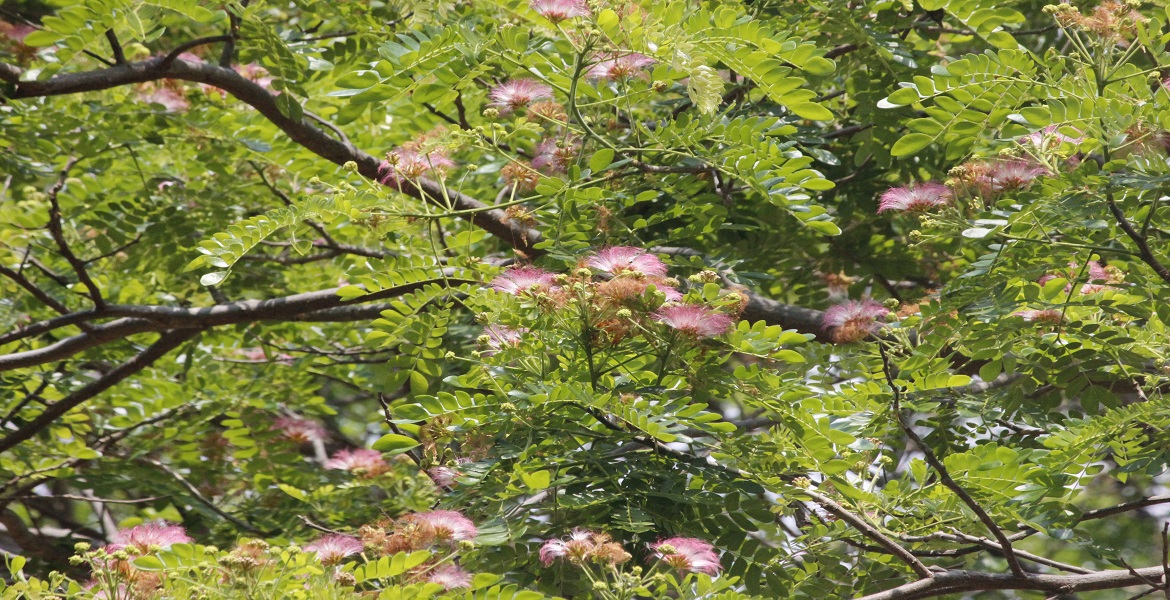 พรรณไม้