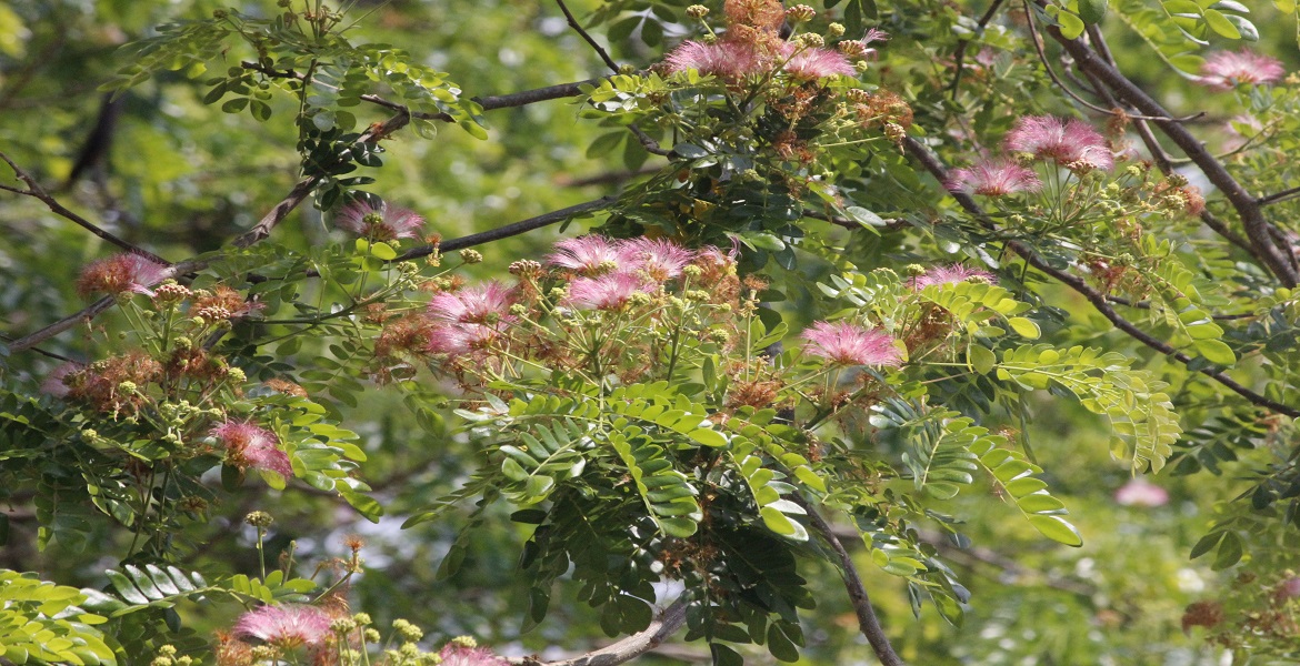 พรรณไม้