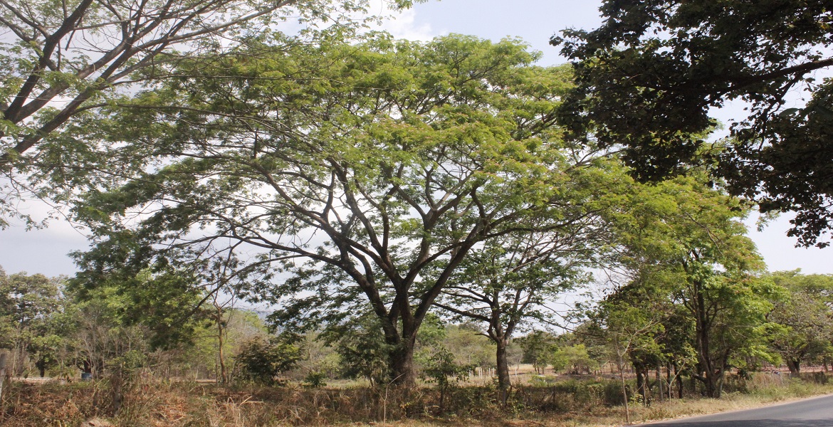 พรรณไม้